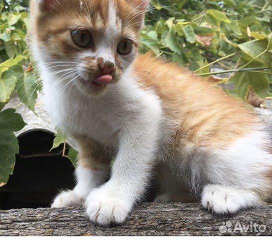 Рыжий котенок в добрые руки