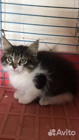 Котёнок (метис сибирской мальчик 1,5 мес)