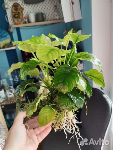 Анубиас 25-28 см (с камнем)