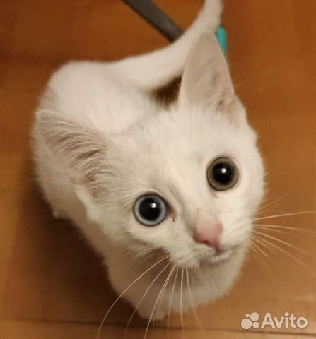 Котенок девочка с разноцветными глазками