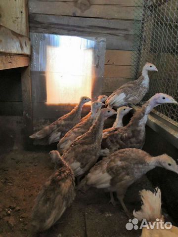 Индюки индюшата