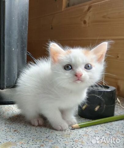 Котики бесплатно в добрые руки