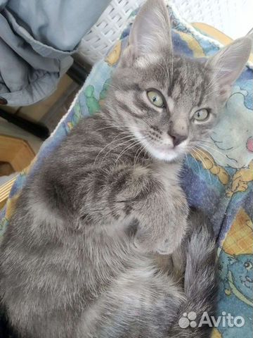 Две девочки от Тайской кошечки ищут дом