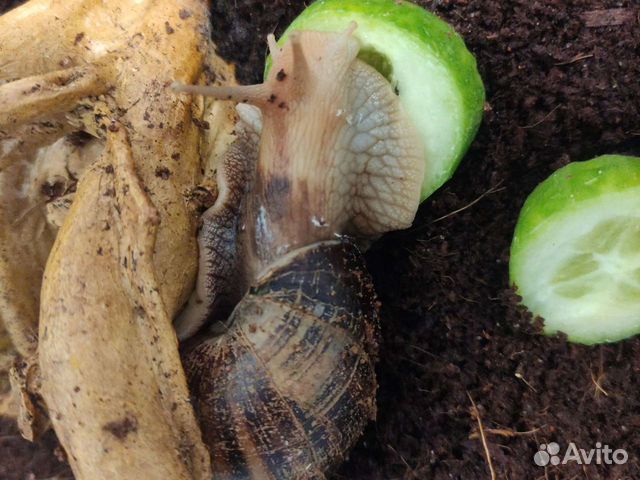 Улитки ахатины бесплатно