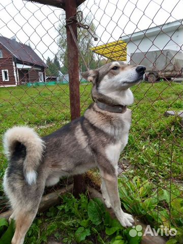 Лайка