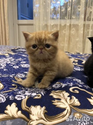 Экзотические котята