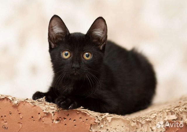 Котенок Черныша ищет дом