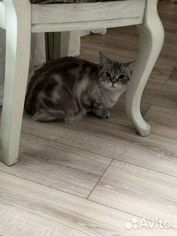 Кошка мраморный британец 3 года в хорошие руки
