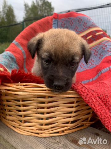 Крохотный щенок девочка в добрые руки