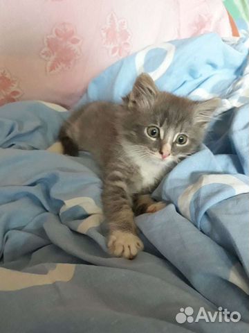 Котёнок добрые руки бесплатно
