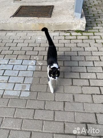 Мистер,так мы назвали его