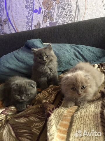 Шотландские котята