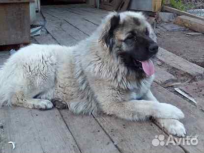 Кавказская овчарка кабель 5 лет отдам на охрану, в