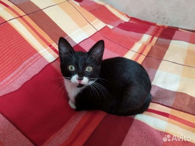 Котёнок