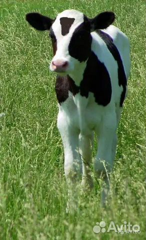 Продажа телят