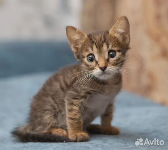 Котенок Тигрис в добрые руки
