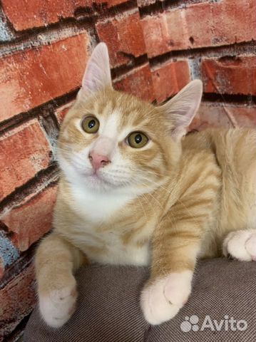 Котенок Лео 3 мес ищет дом