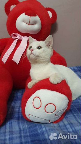 Турецкая ангора котёнок