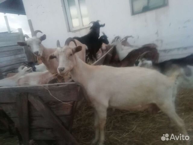 Продам козлов на племя и на мясо