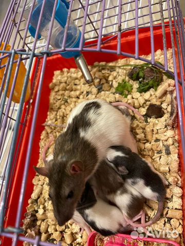 Крысята 1 мес