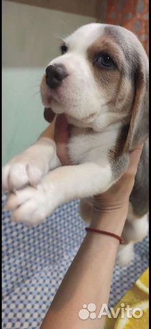 Бигль щенки