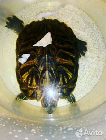 Красноухая черепаха бесплатно