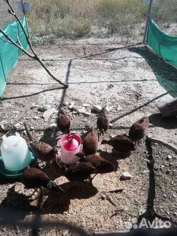 Серебряный фазан 2021 г