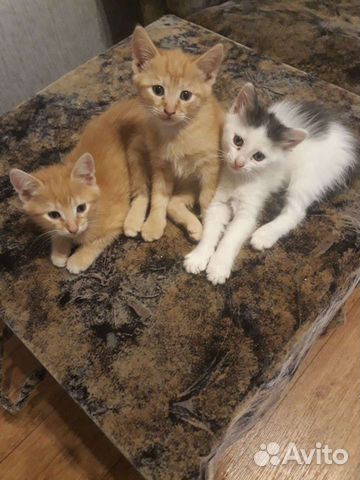 Кошка в дар