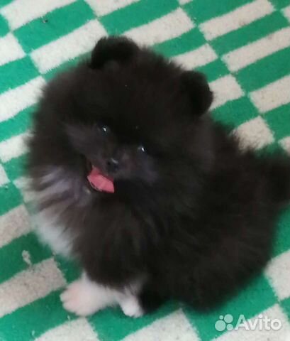 Померанский шпиц мини