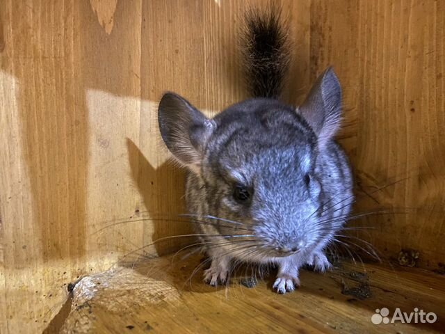 Шиншиллята ищут дом