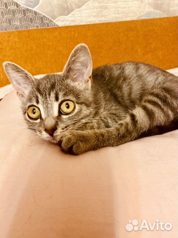 Маська тигруша