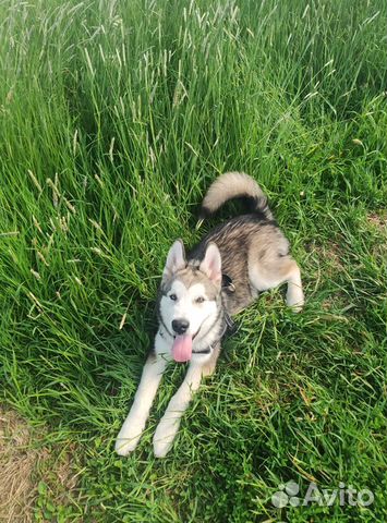 Собака в добрые руки щенок