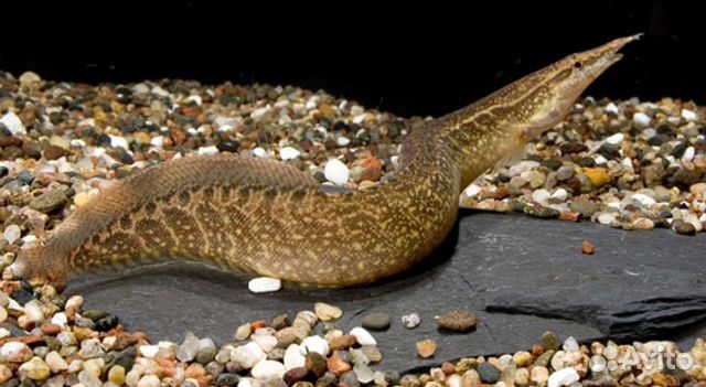 Мастацембел кофейный