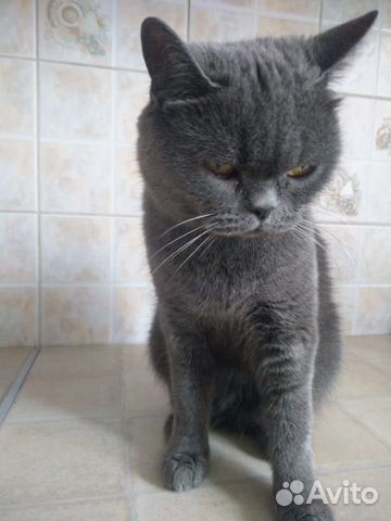 Кошка бесплатно