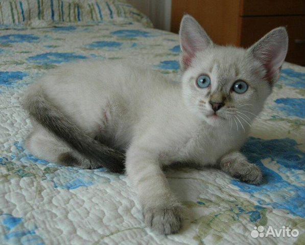 Красивые чистокровные тайские котята