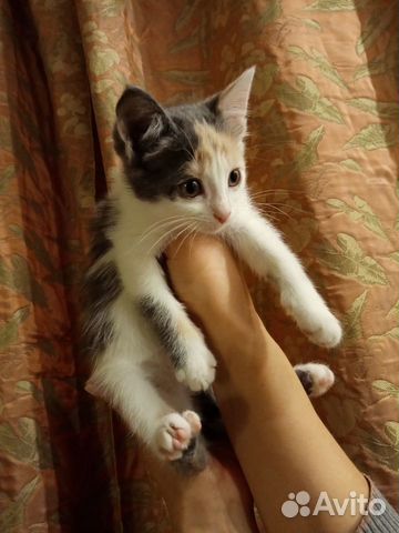 Трехцветный котёнок