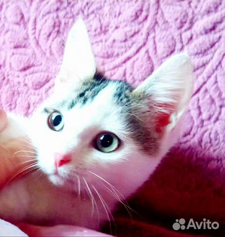 Ласковый котомалыш (2 месяца) ищет родителей