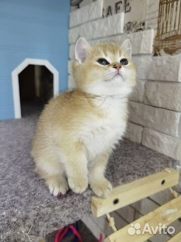 Драгоценный британский мальчишка