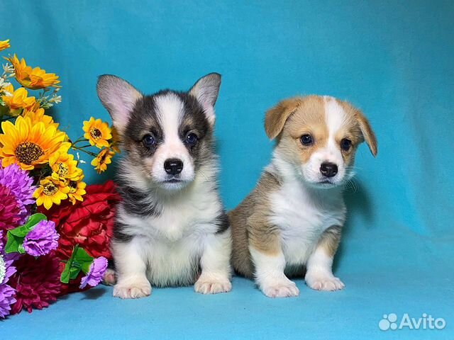 Щеночки корги. Рыжики и Триколор