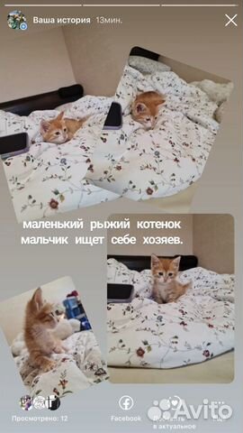 Рыжий котенок