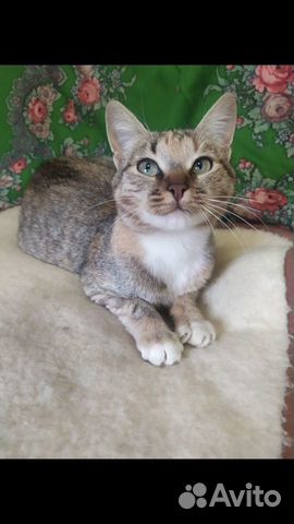 Котёнок (девочка 9 мес)