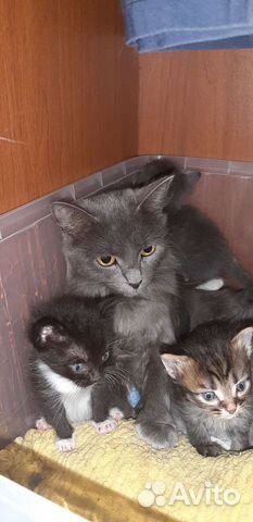 Кошка с котятами бесплатно