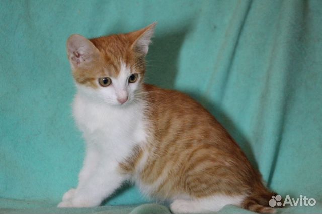 Солнечный малыш ищет дом