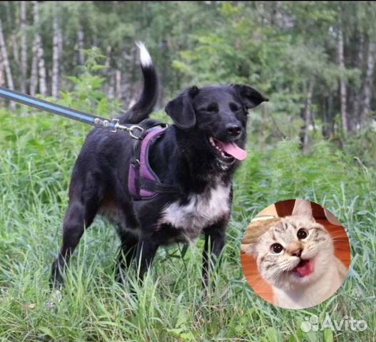 Джекки Джек