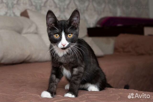 Котенок Поночка, 3 месяца, стерилизована и привита