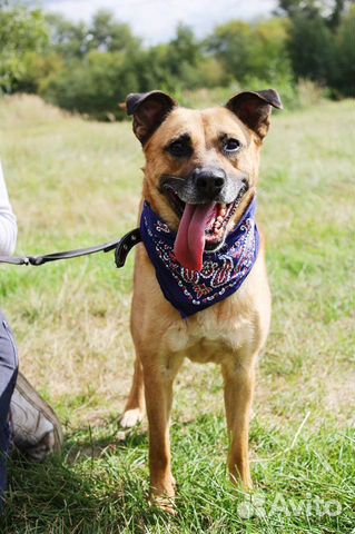 Собака в добрые руки