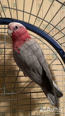 Розовый Какаду, попугай