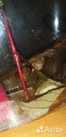 Оотека богомола 3 шт