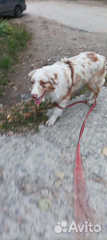 Австралийская Авчарка