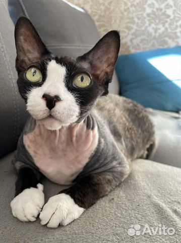 Кошка Сфинкс